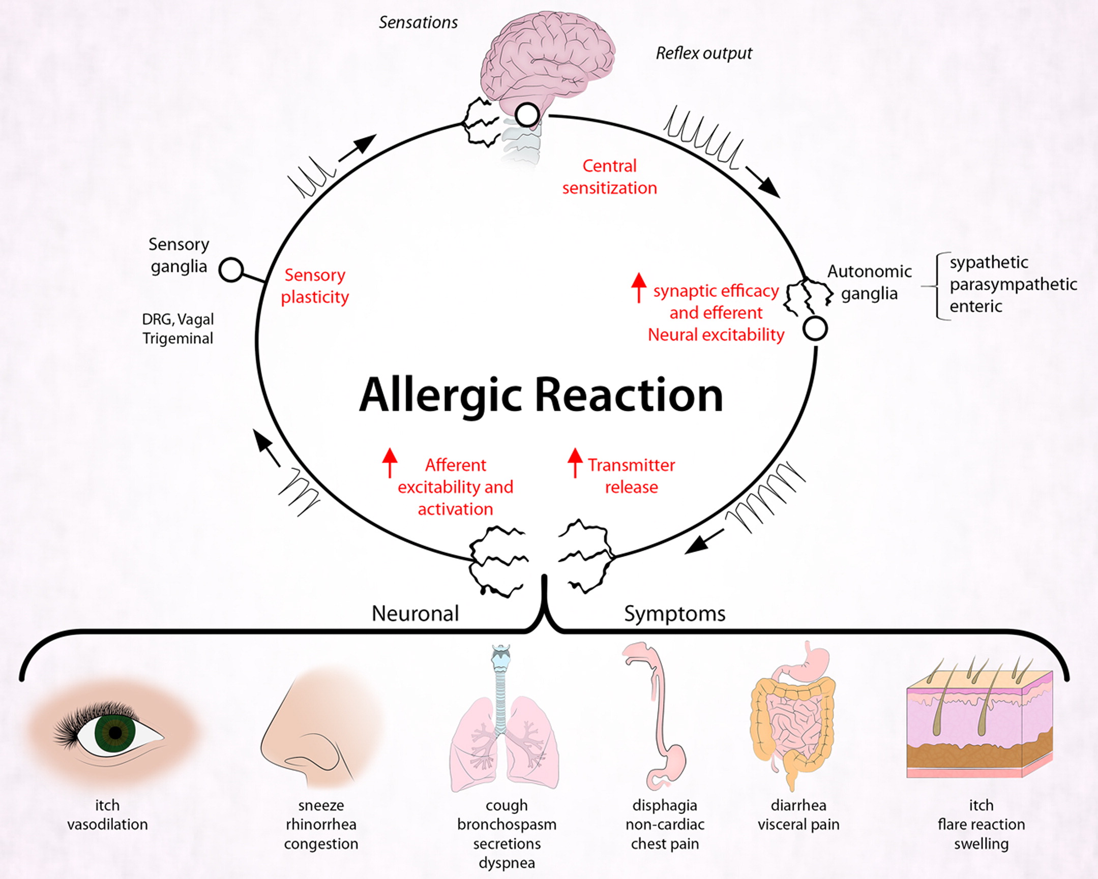 Navigating Allergies: Tips for Managing Symptoms
